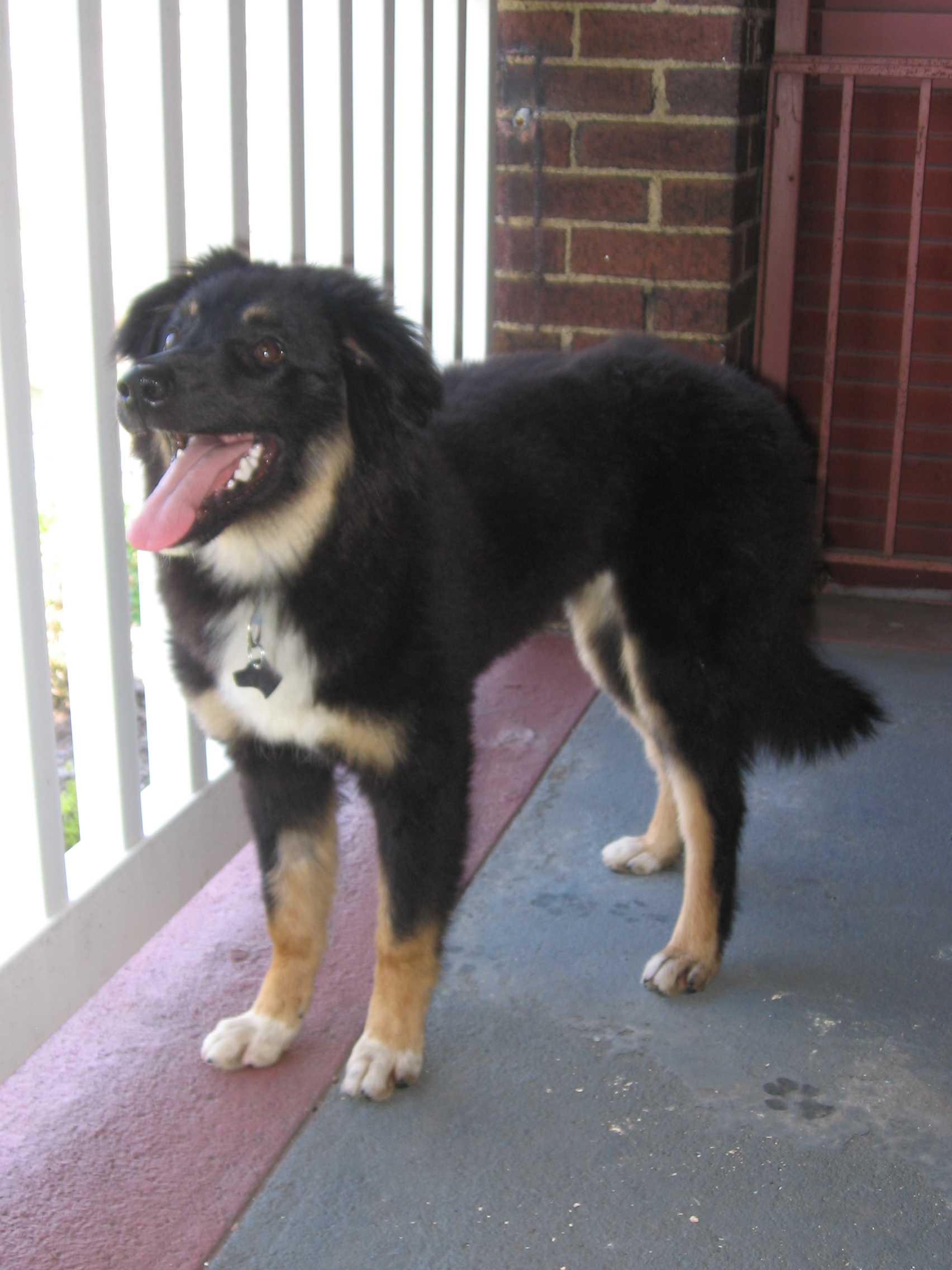 Our Dixie Dog Delight | Random Forest Runner